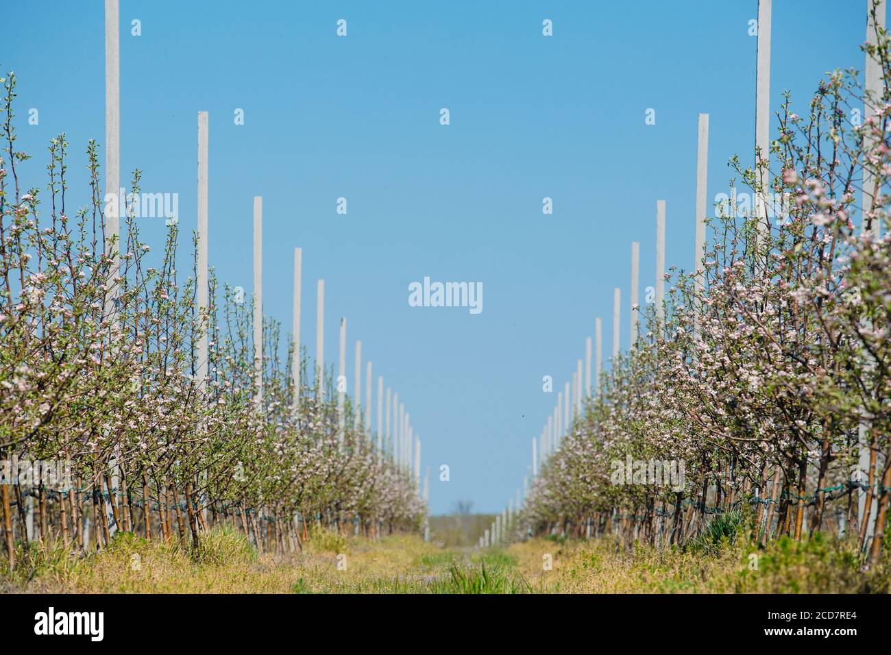 Apple orchard garden in springtime with rows of trees with blossom ...