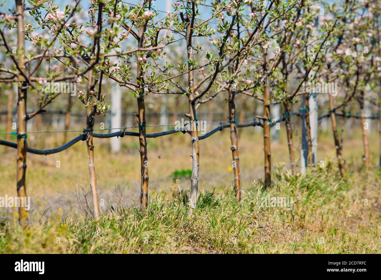 Apple orchard garden in springtime with rows of trees with blossom ...