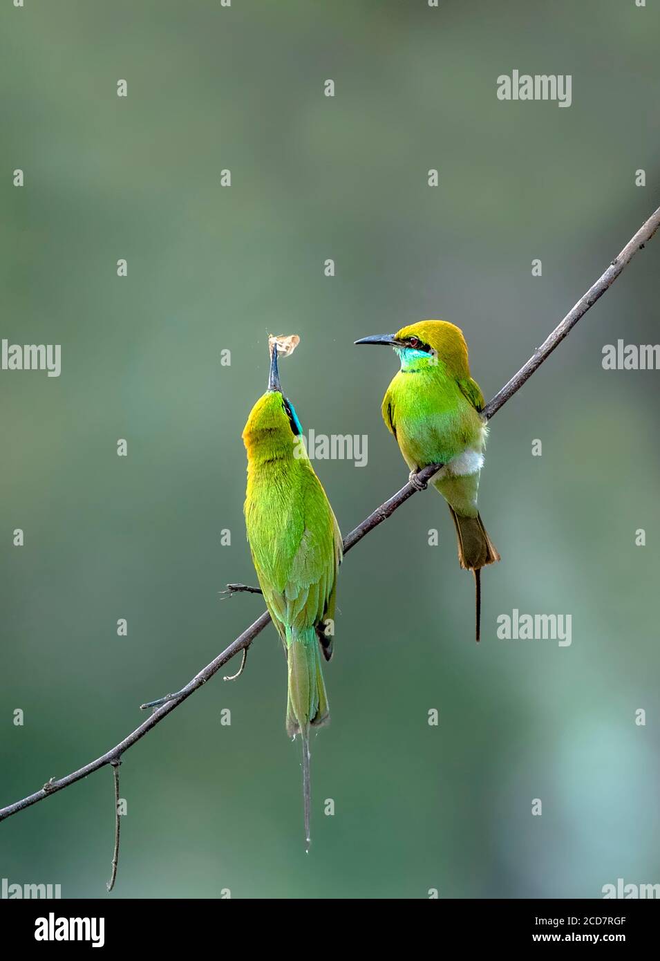 bee eaters in wildlife Stock Photo - Alamy