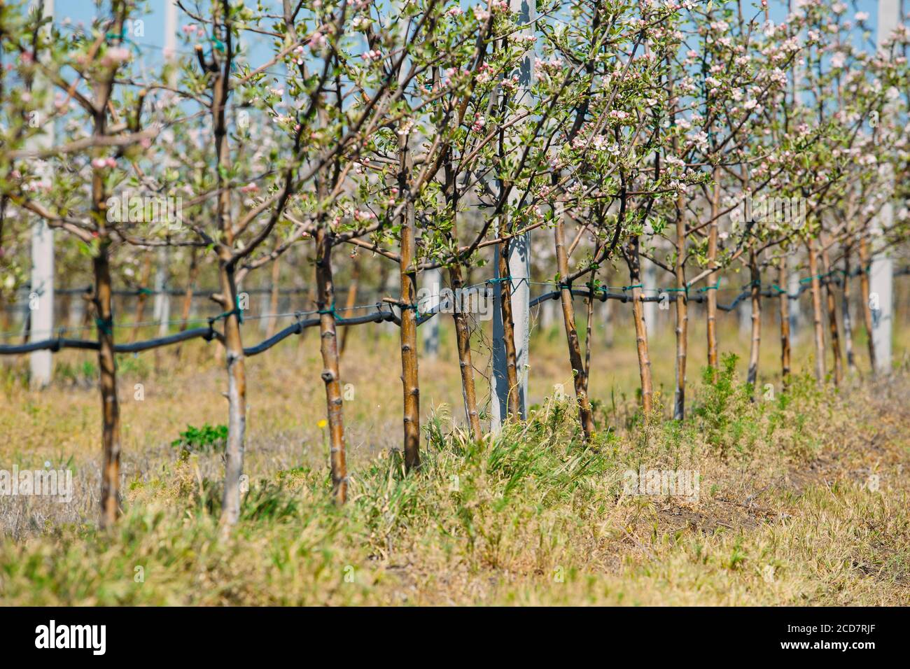 Apple orchard garden in springtime with rows of trees with blossom ...