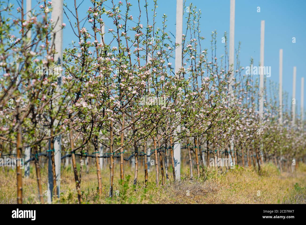 Apple orchard garden in springtime with rows of trees with blossom ...