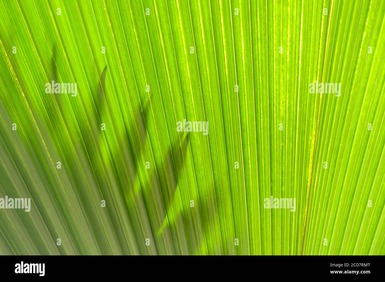 PALM LEAF SHADOW Stock Photo - Alamy