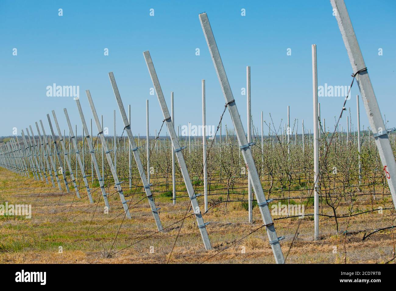 Apple orchard garden in springtime with rows of trees with blossom ...