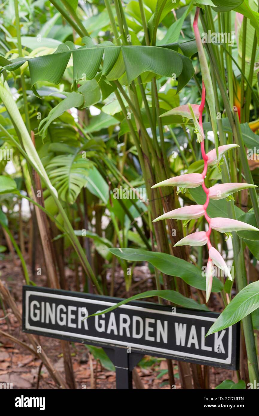 HELICONIA CHARTACEA ABOVE 'GINGER GARDEN WALK' SIGN, BOTANICAL GARDENS ...