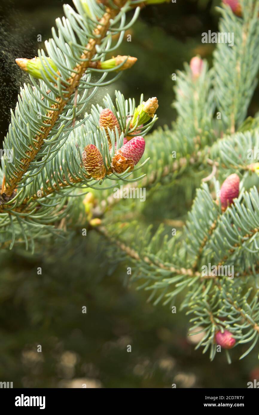 Branches of spruce with growing young spring buds. Young buds grow from ...