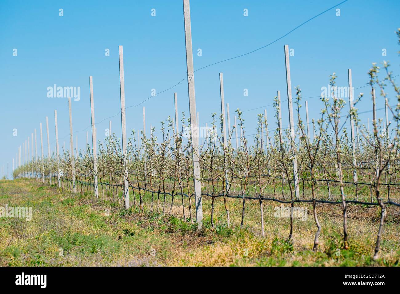 Apple orchard garden in springtime with rows of trees with blossom ...