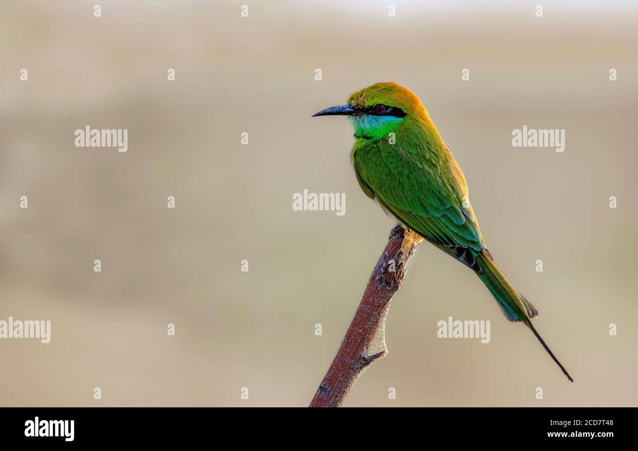 bee eaters in wildlife Stock Photo - Alamy