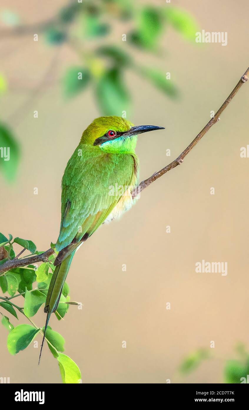 bee eaters in wildlife Stock Photo - Alamy