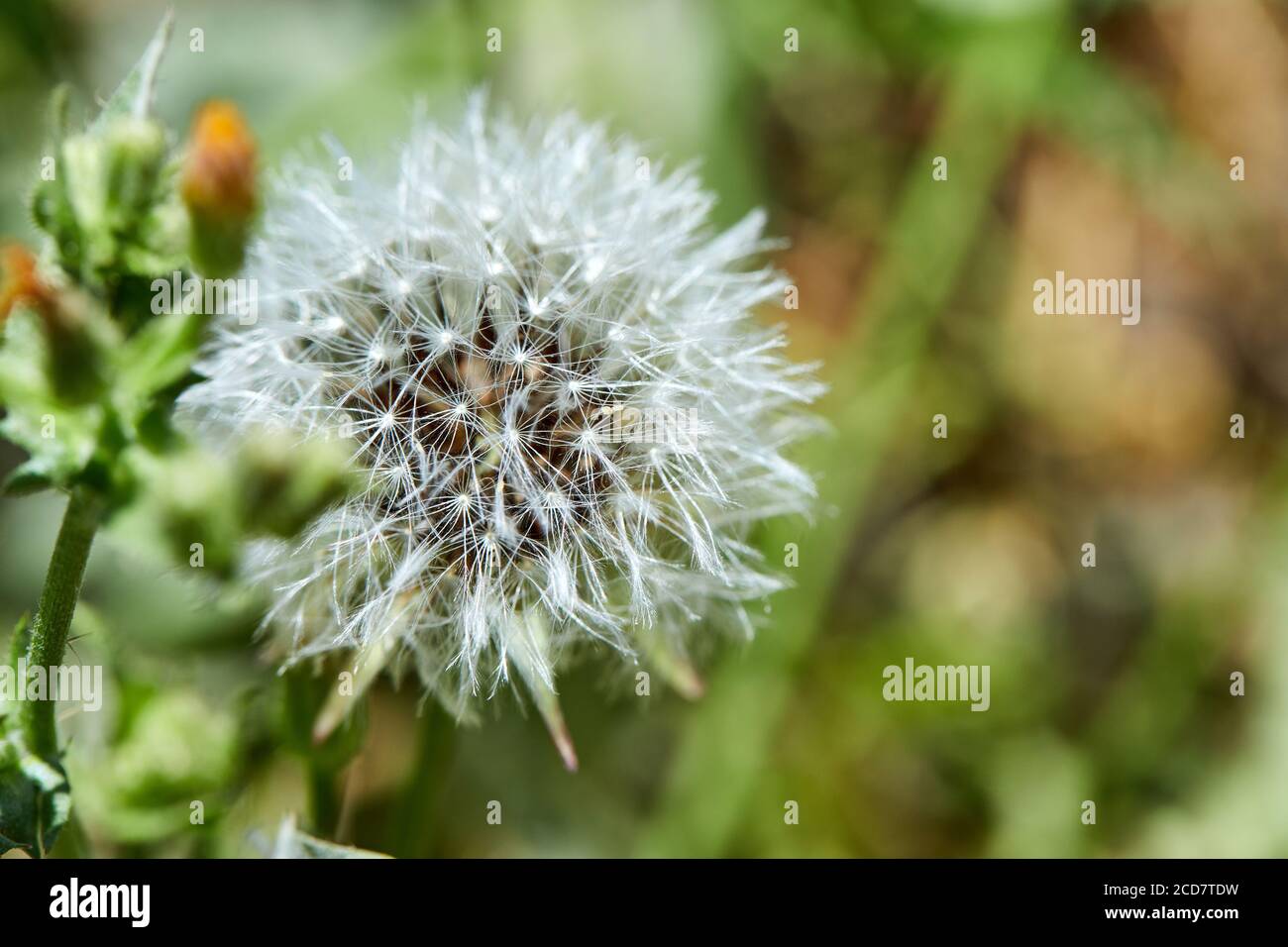 Bloomed dandelion in nature grows from green grass. Old dandelion ...