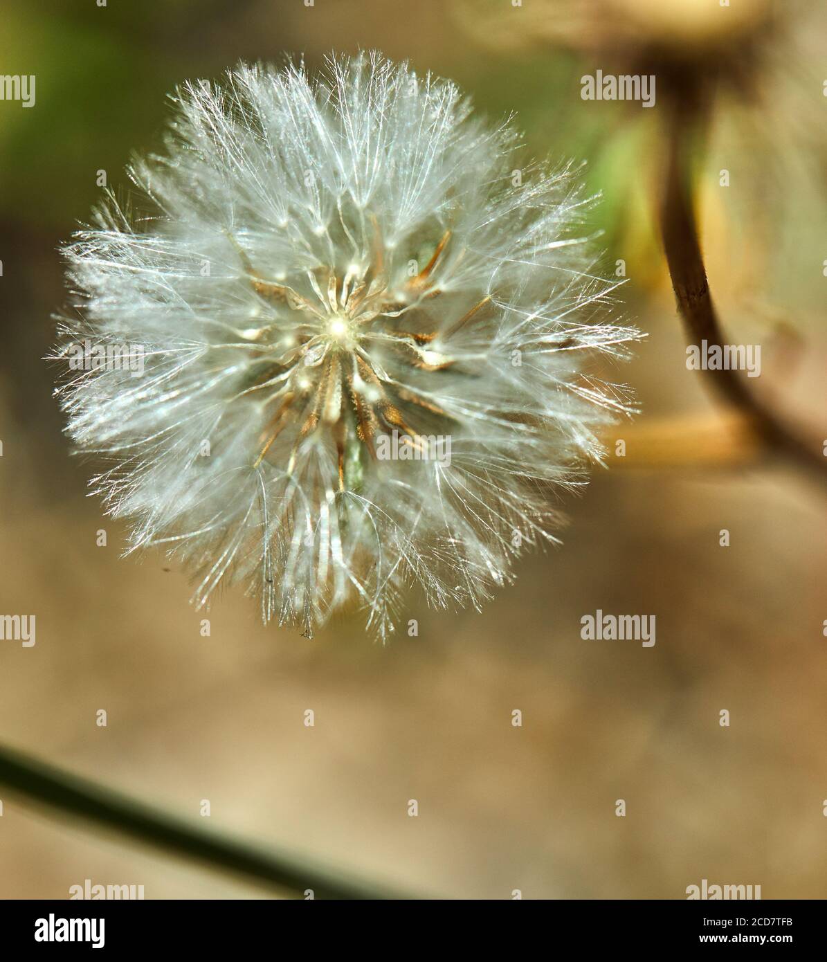 Bloomed dandelion in nature grows from green grass. Old dandelion ...
