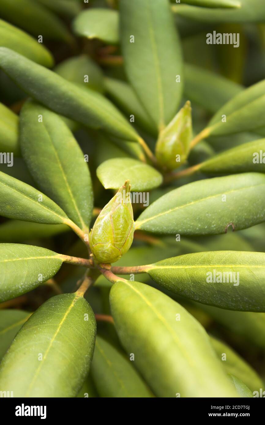 Undeveloped bud of Rhododendron flower plants. Rhododendron. Fresh ...