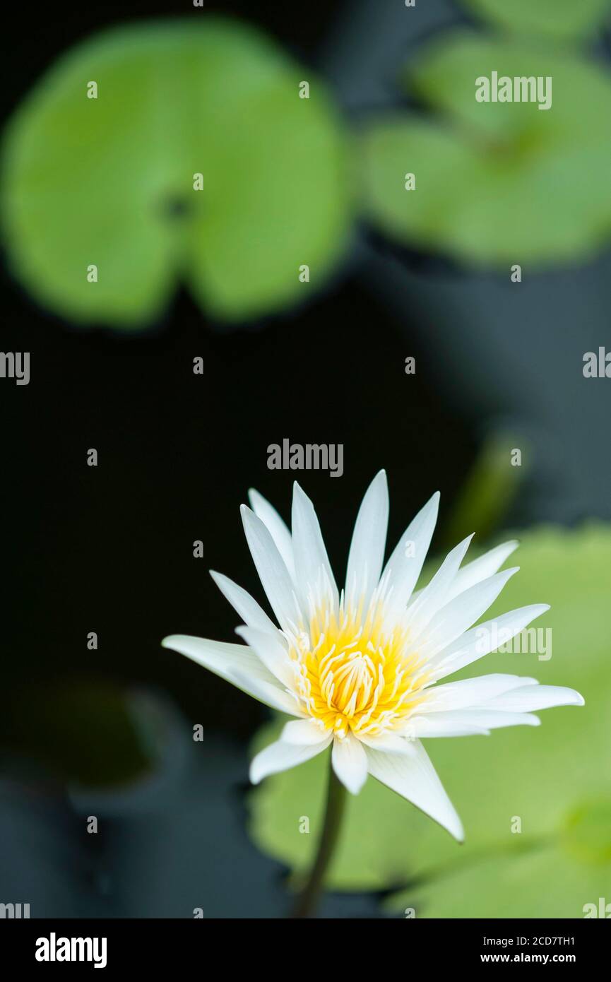 Flowering european white waterlily nymphaea alba hi-res stock ...