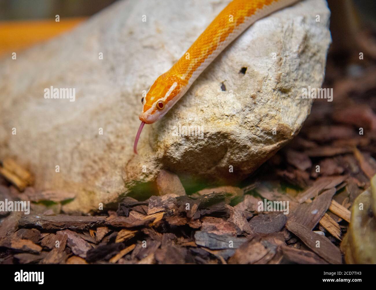 Attention wild snake hi-res stock photography and images - Alamy