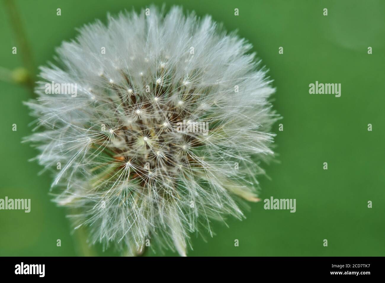 Bloomed dandelion in nature grows from green grass. Old dandelion ...