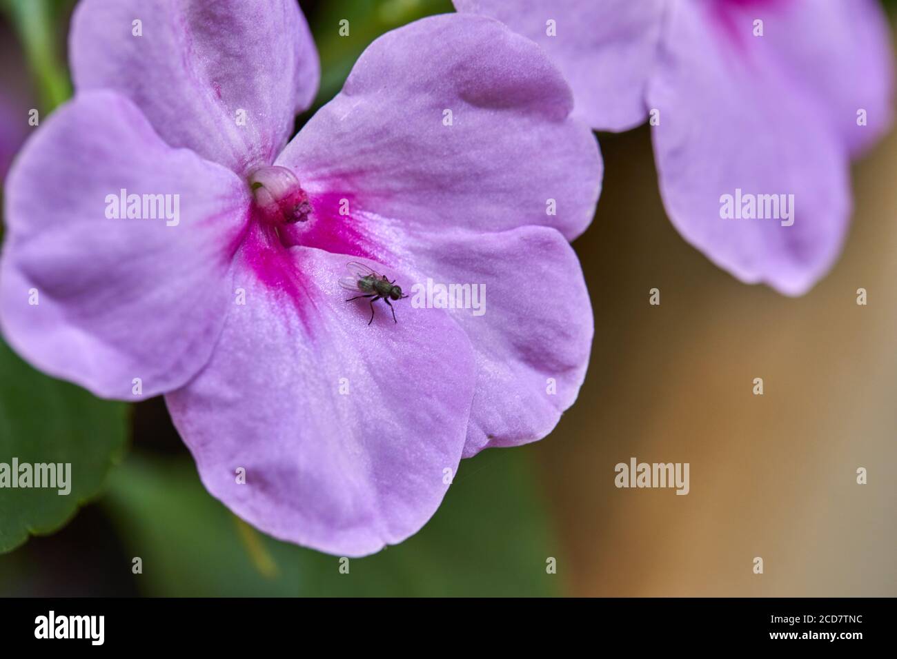 Purple flowers growing in nature with a fly sitting on them Stock Photo ...