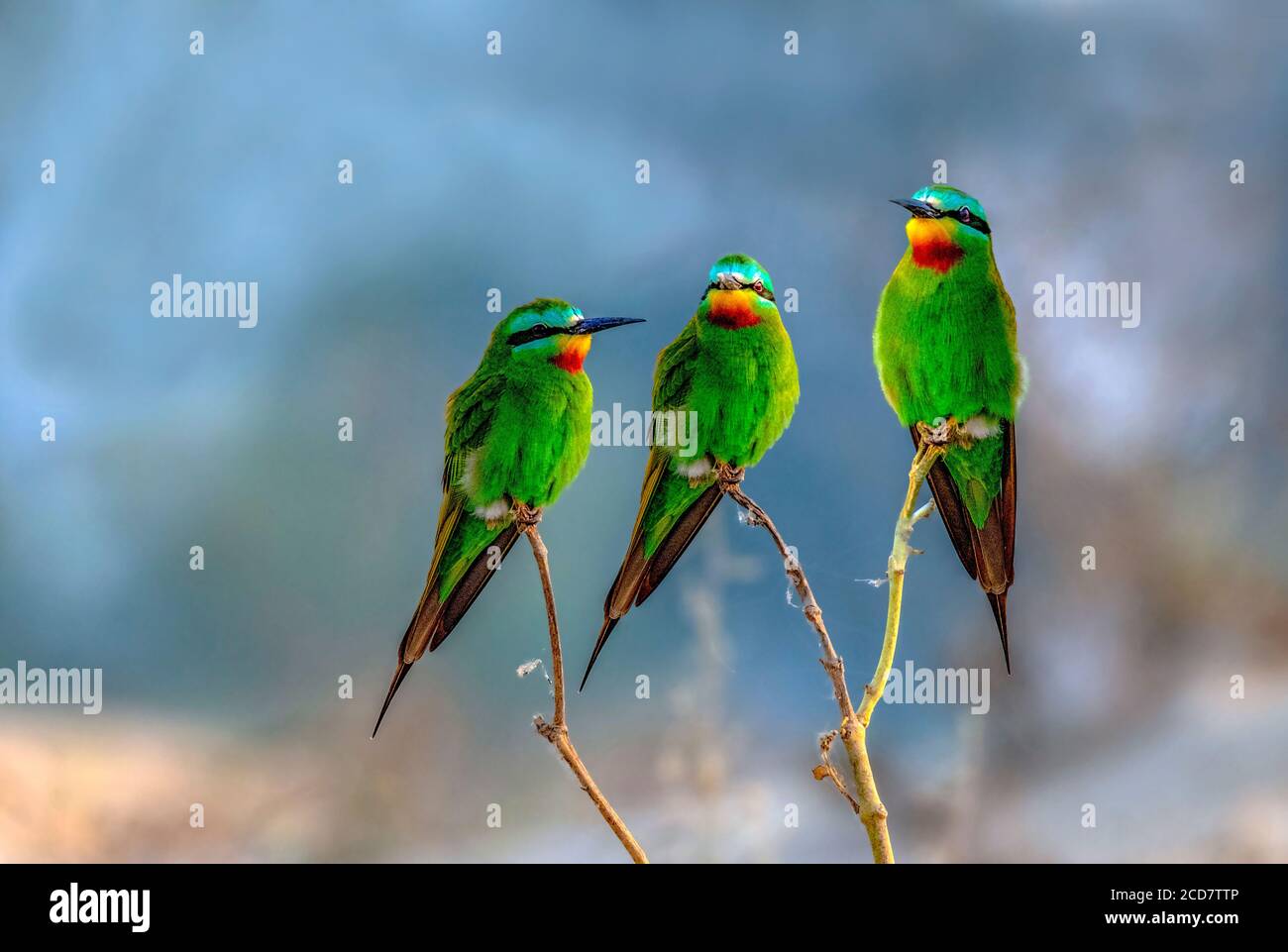 bee eaters in wildlife Stock Photo - Alamy