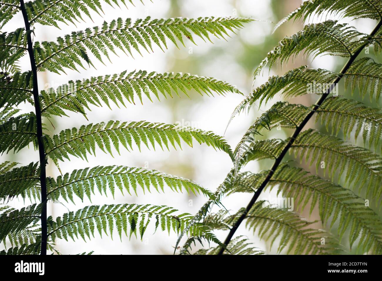 Megaphyll leaves hi-res stock photography and images - Alamy