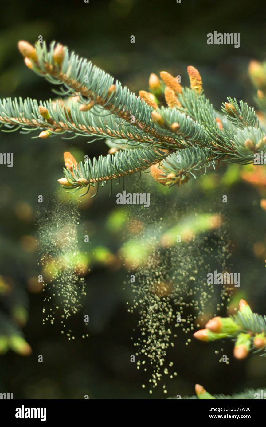 Young buds and young cones grow out of a twig of coniferous tree ...