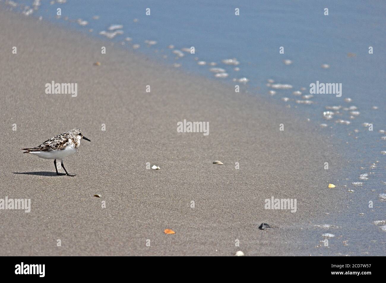 Sanderling beach hi-res stock photography and images - Alamy