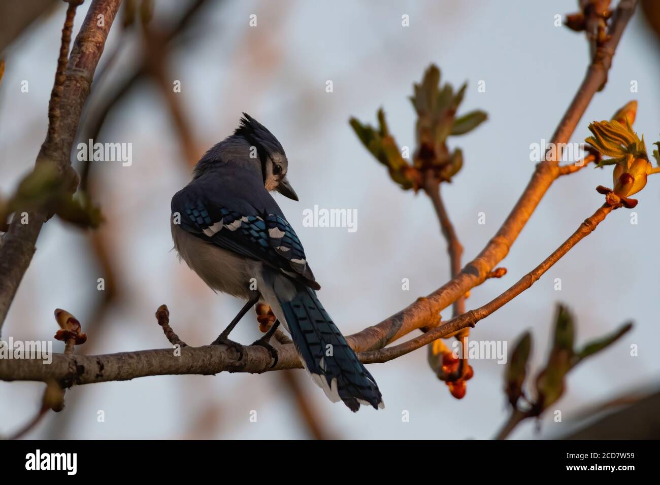 Blue Jay perched in tree with evening glow of sunset Stock Photo - Alamy