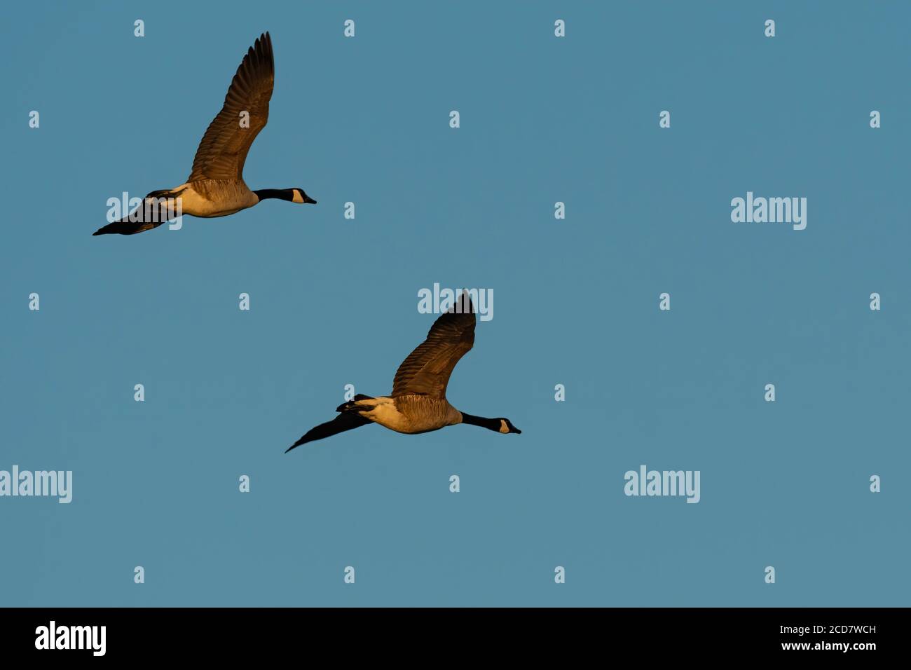 Canada geese flying evening hi-res stock photography and images - Alamy