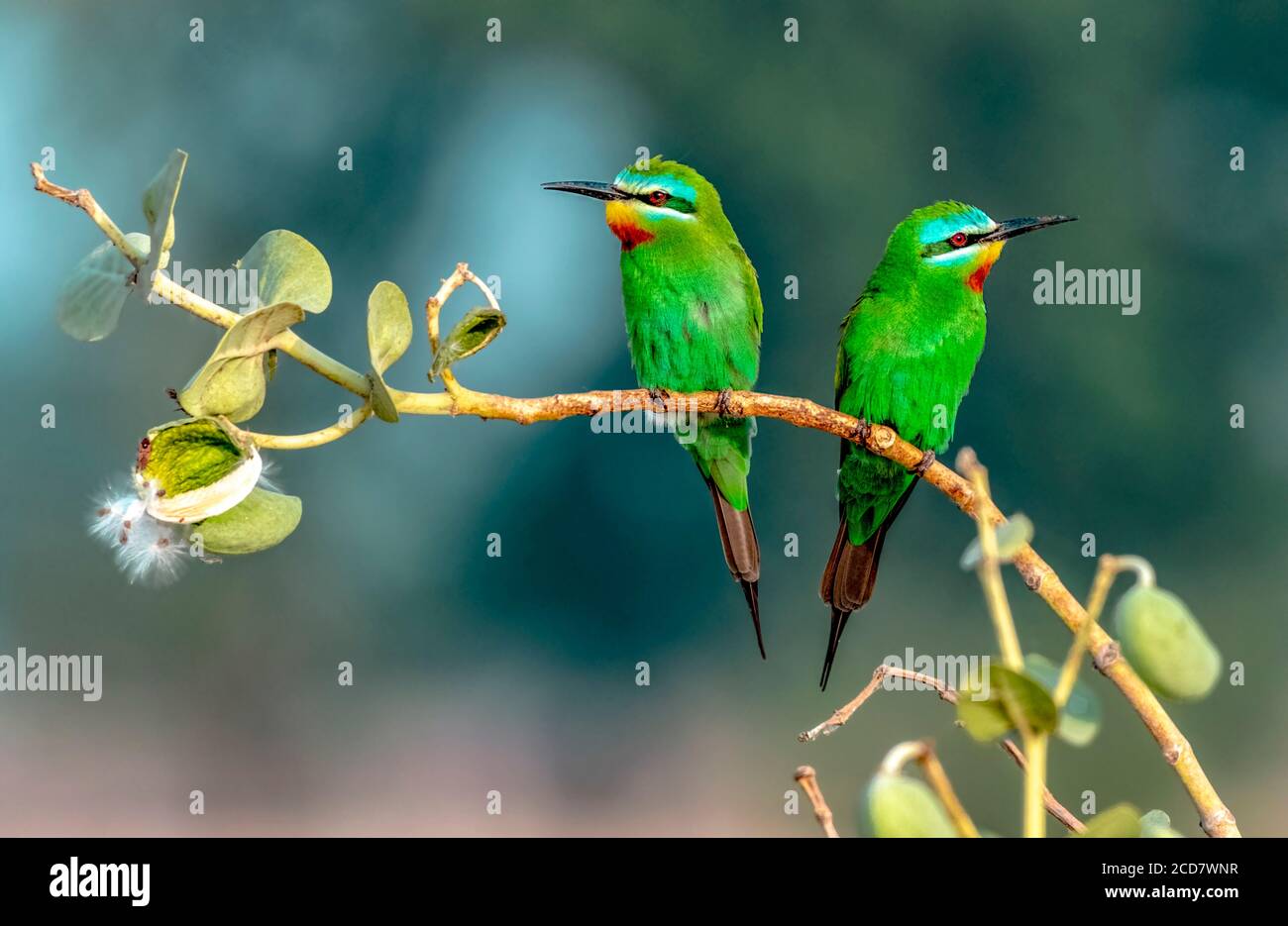 bee eaters in wildlife Stock Photo - Alamy