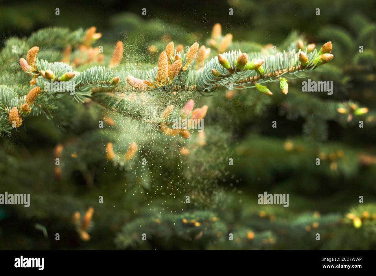Young buds and young cones grow out of a twig of coniferous tree ...