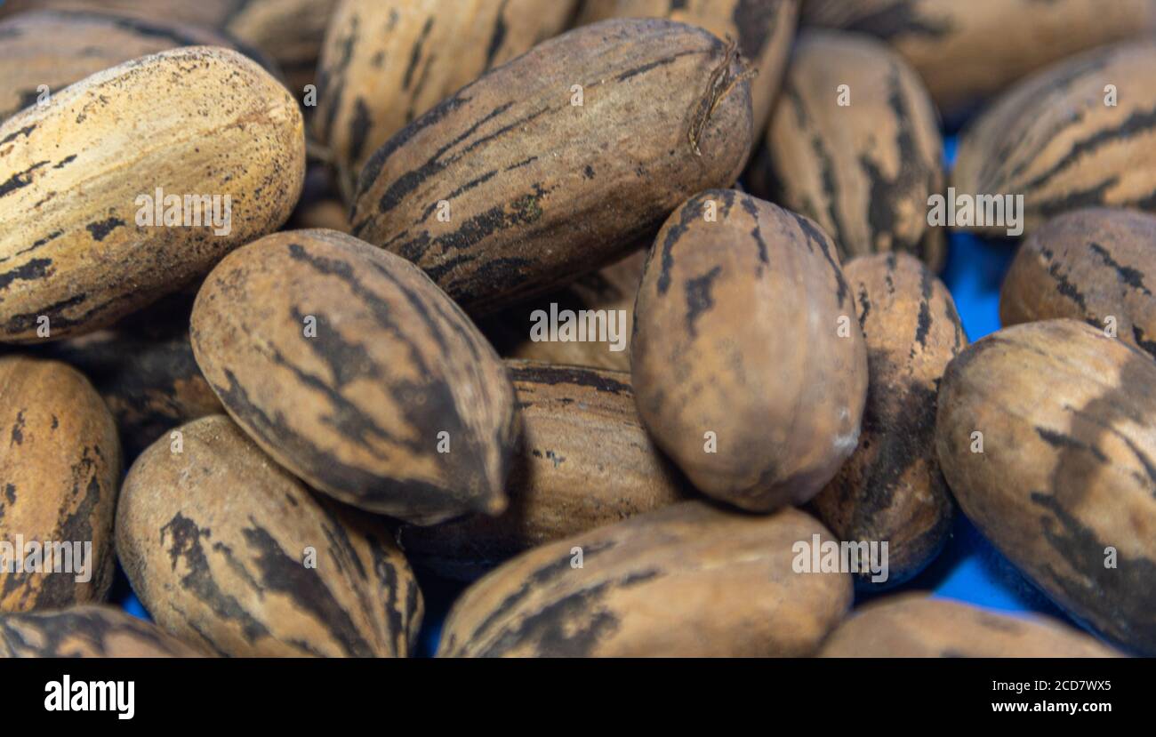 Walnut Pecan fruit. Drupa (fleshy fruit with only one seed), consisting ...