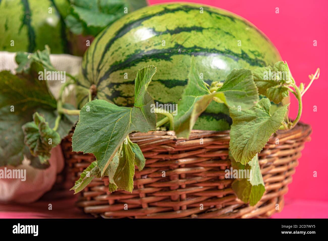 Fresh watermelon. Watermelon is a low fruit, originally from Africa ...