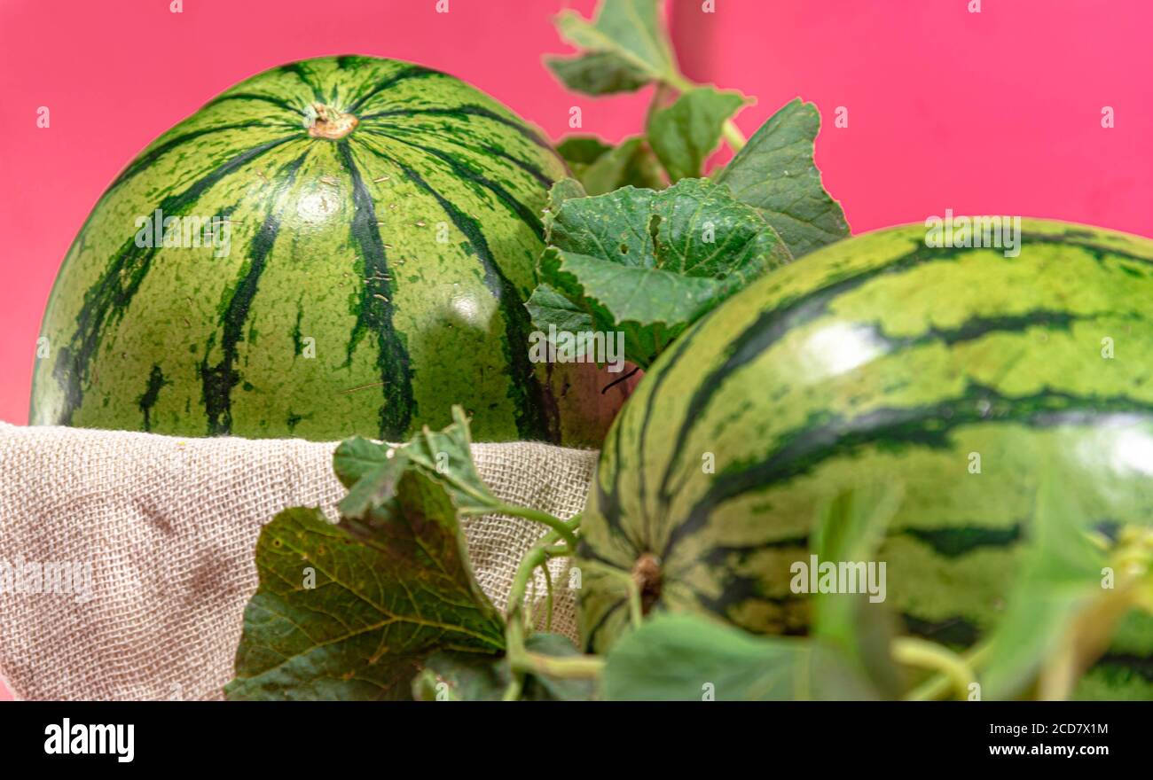 Fresh watermelon. Watermelon is a low fruit, originally from Africa ...