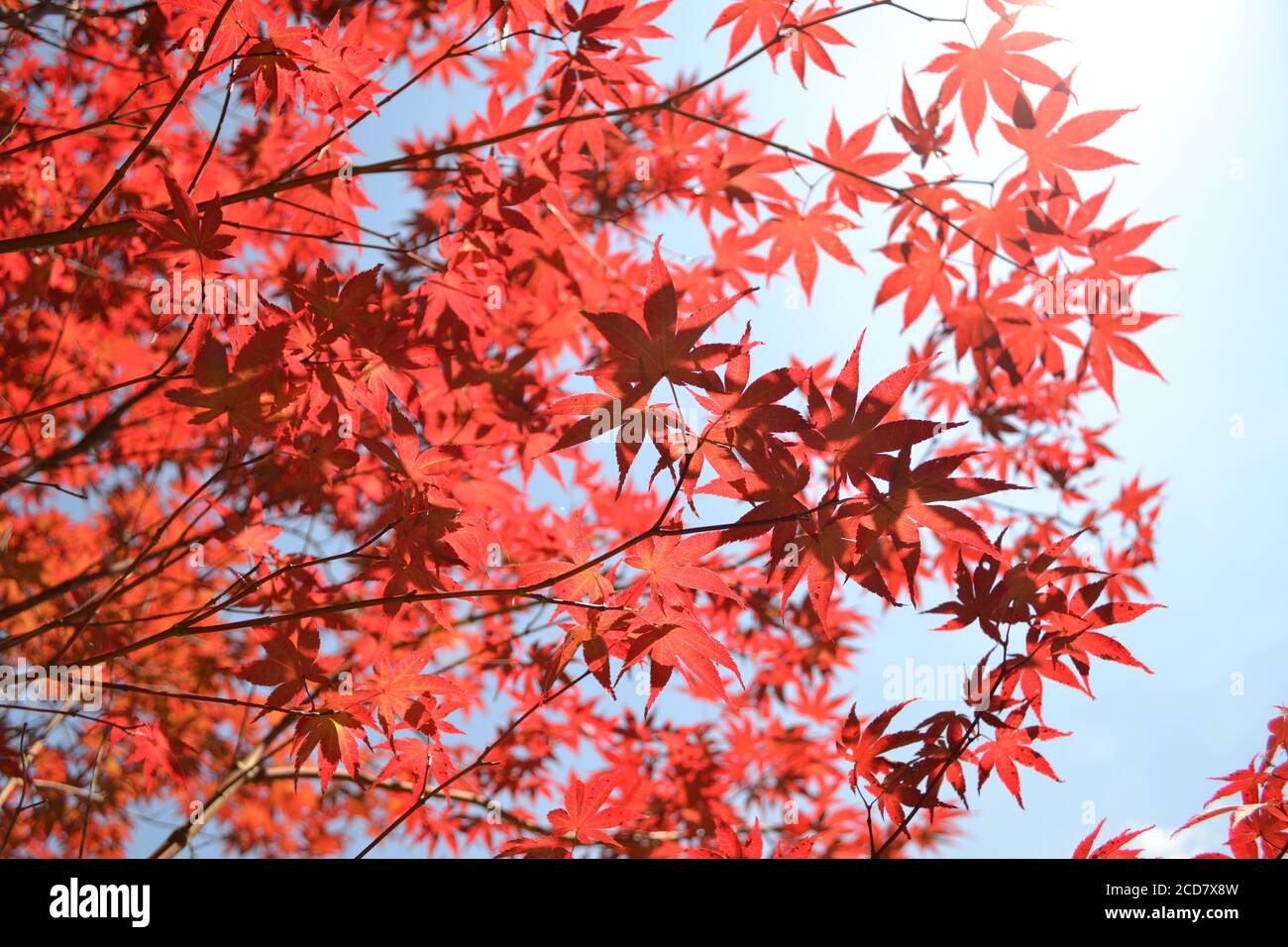 Japanese Maple Tree Stock Photo - Alamy