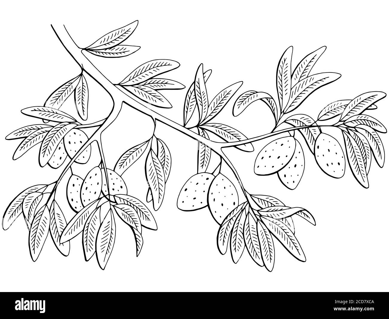 Almond Tree Vector