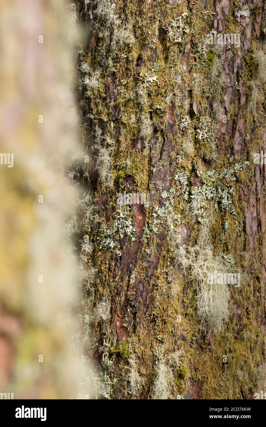 Lichen on pine tree trunk hi-res stock photography and images - Alamy