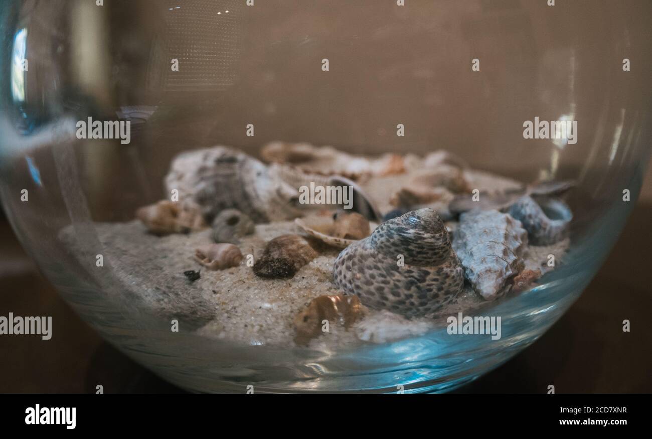 Shells coloration hi-res stock photography and images - Alamy