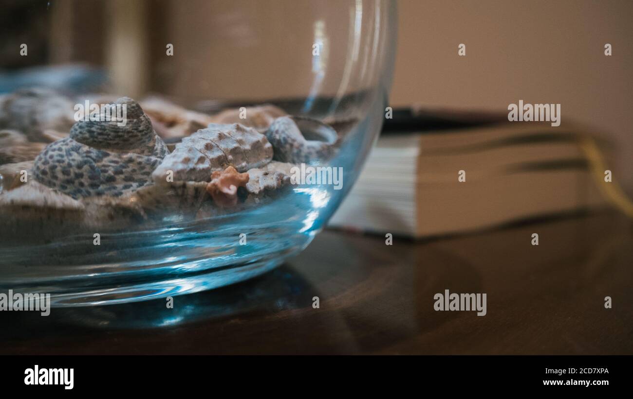 terrarium with sea shells Stock Photo - Alamy