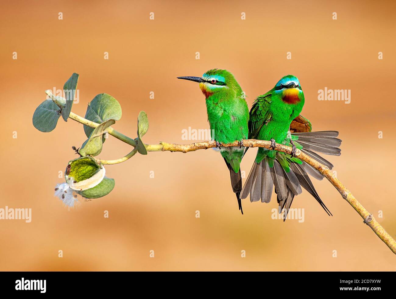 bee eaters in wildlife Stock Photo - Alamy