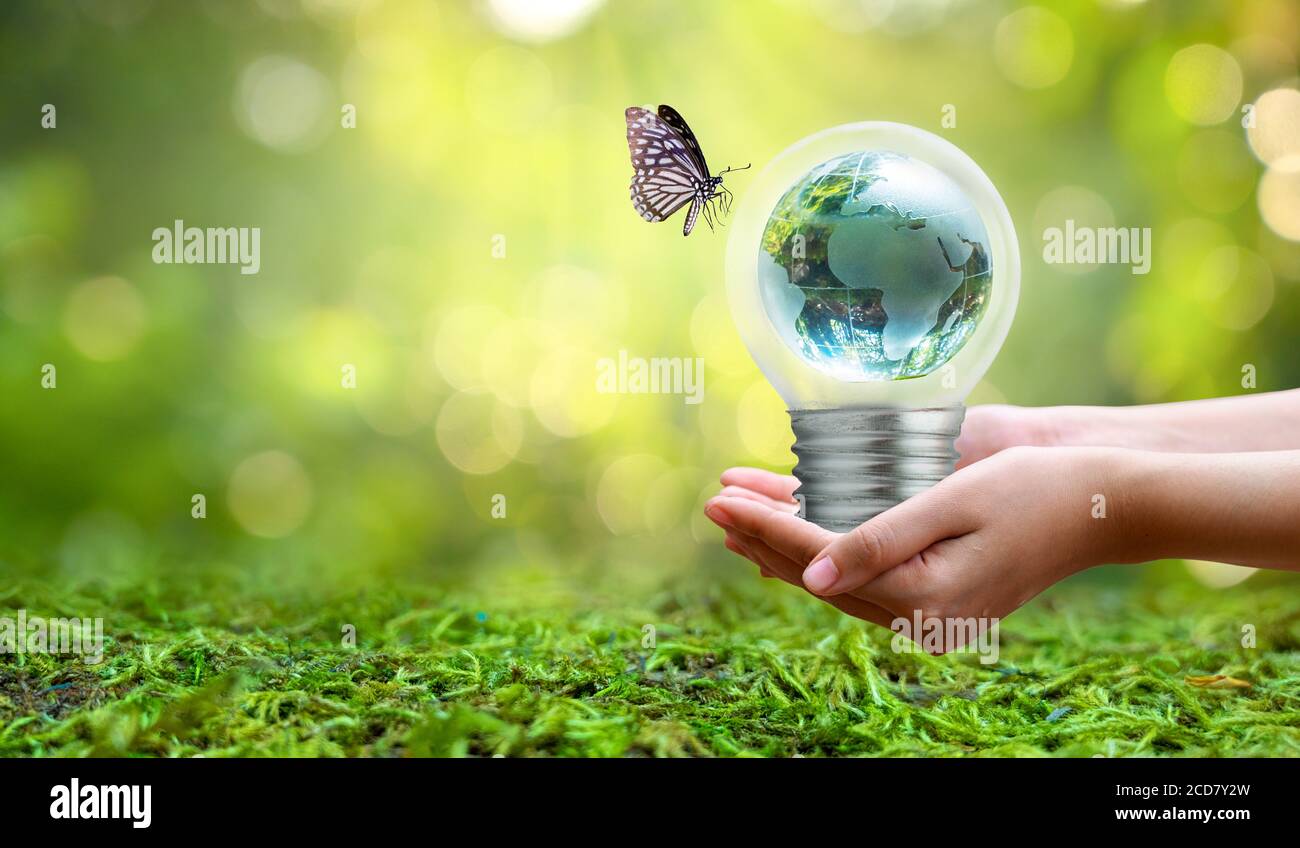 The bulb is located on the inside with leaves forest and the trees are ...