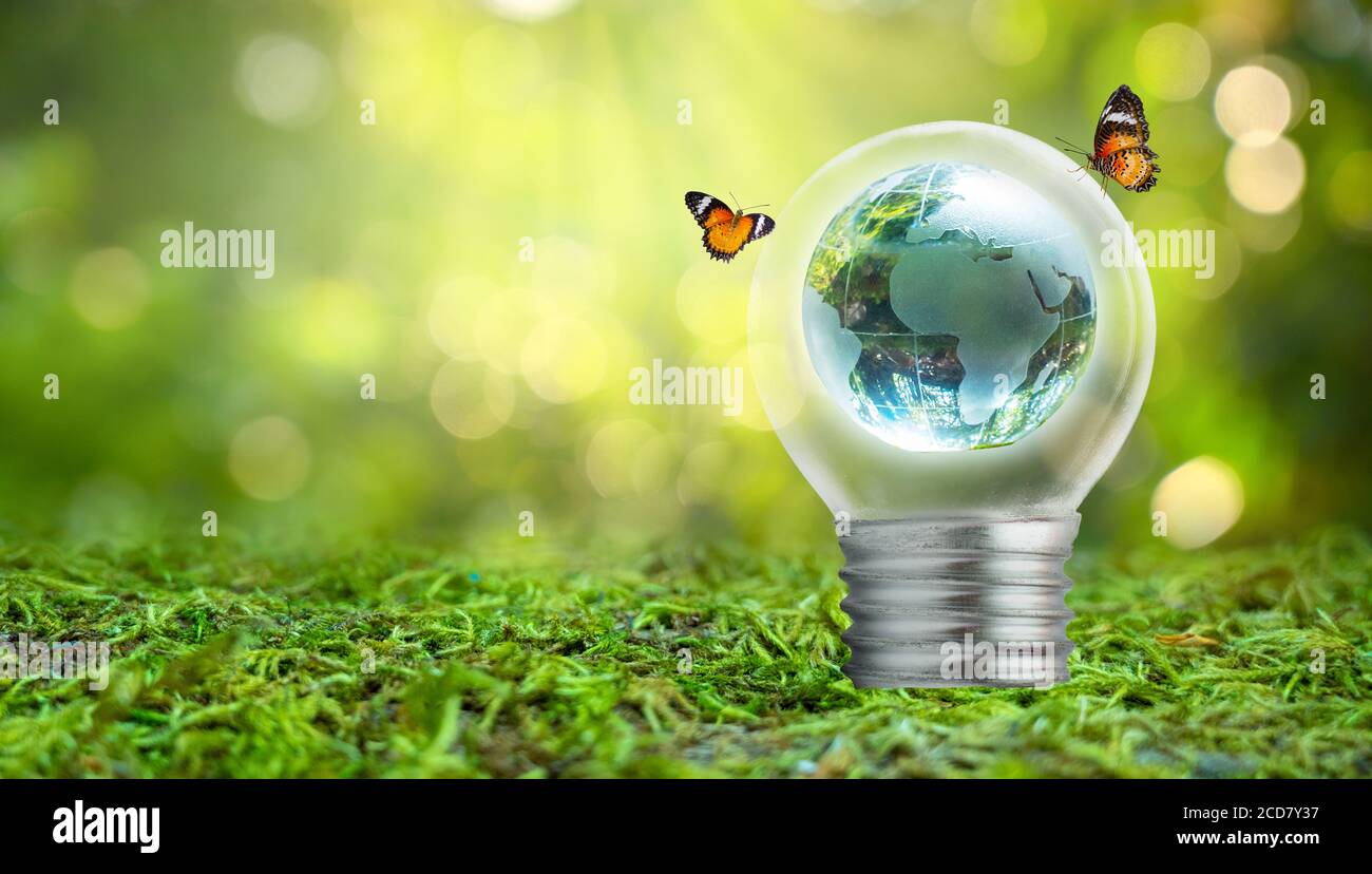 The bulb is located on the inside with leaves forest and the trees are ...