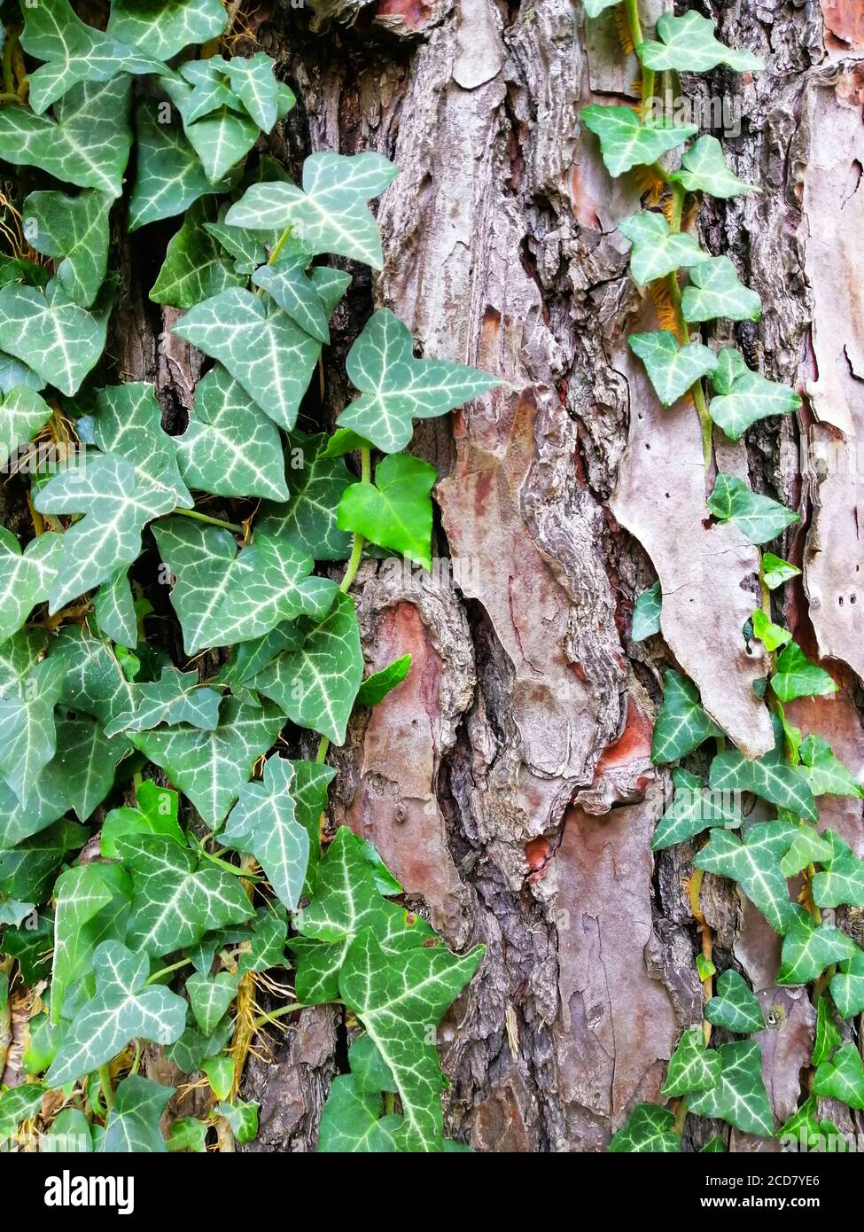 tree bark, with green plants growing, close up, background, texture ...