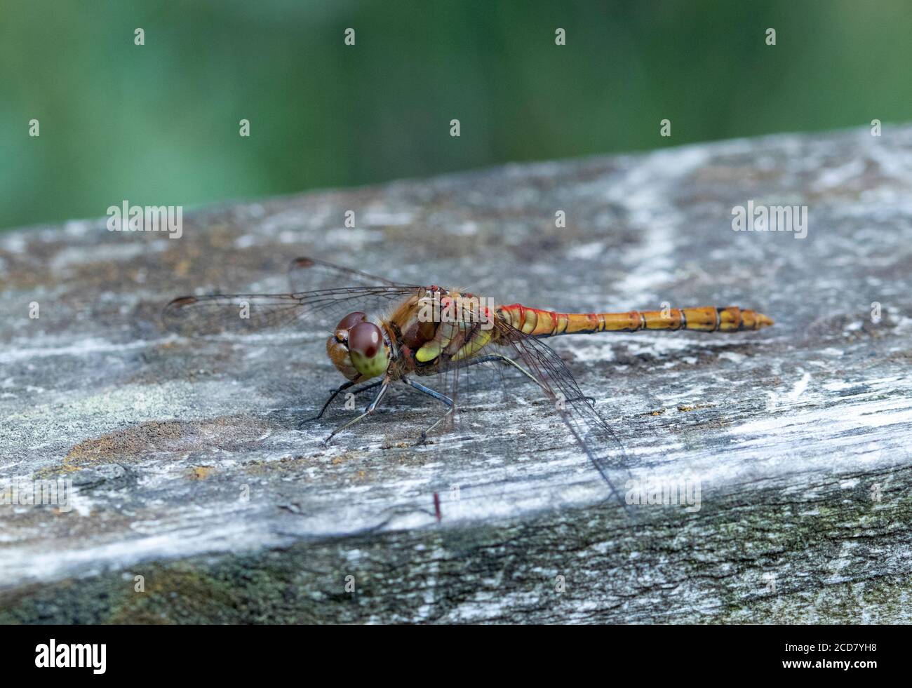 Common Darter Dragonfly male Stock Photo - Alamy