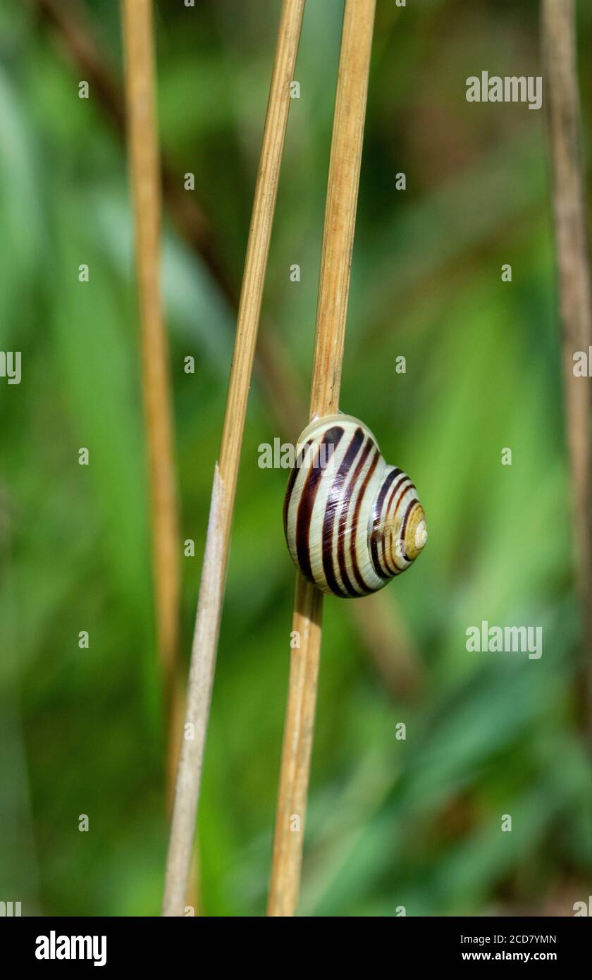 White lipped snail hi-res stock photography and images - Alamy