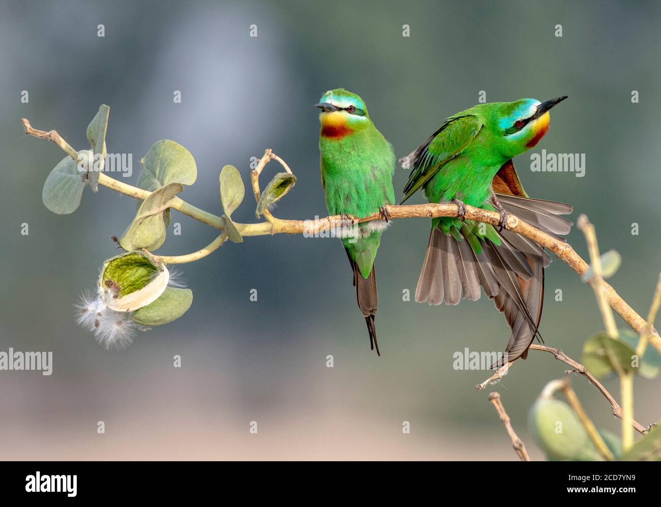 bee eaters in wildlife Stock Photo - Alamy