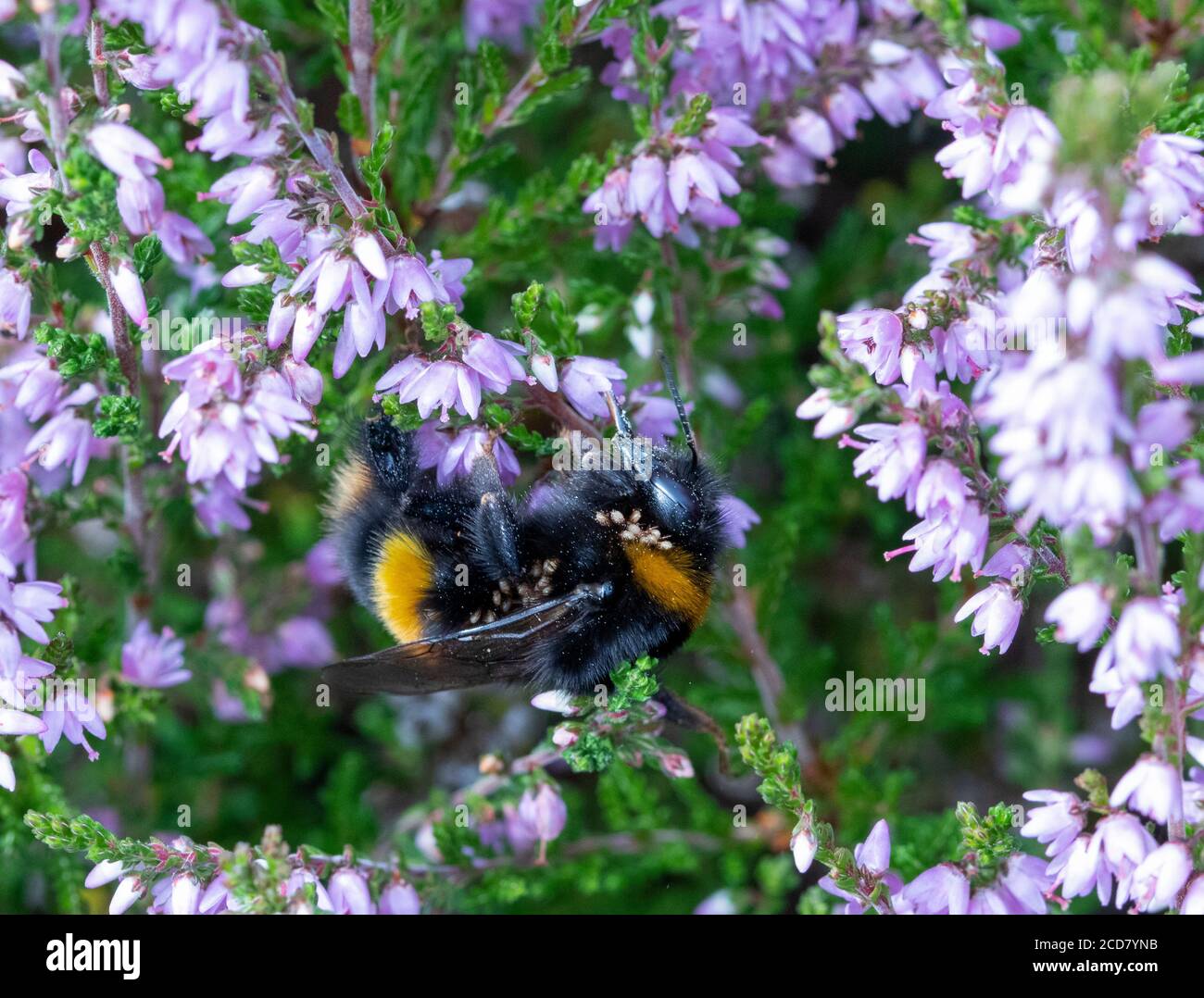Pollen pollination hi-res stock photography and images - Alamy