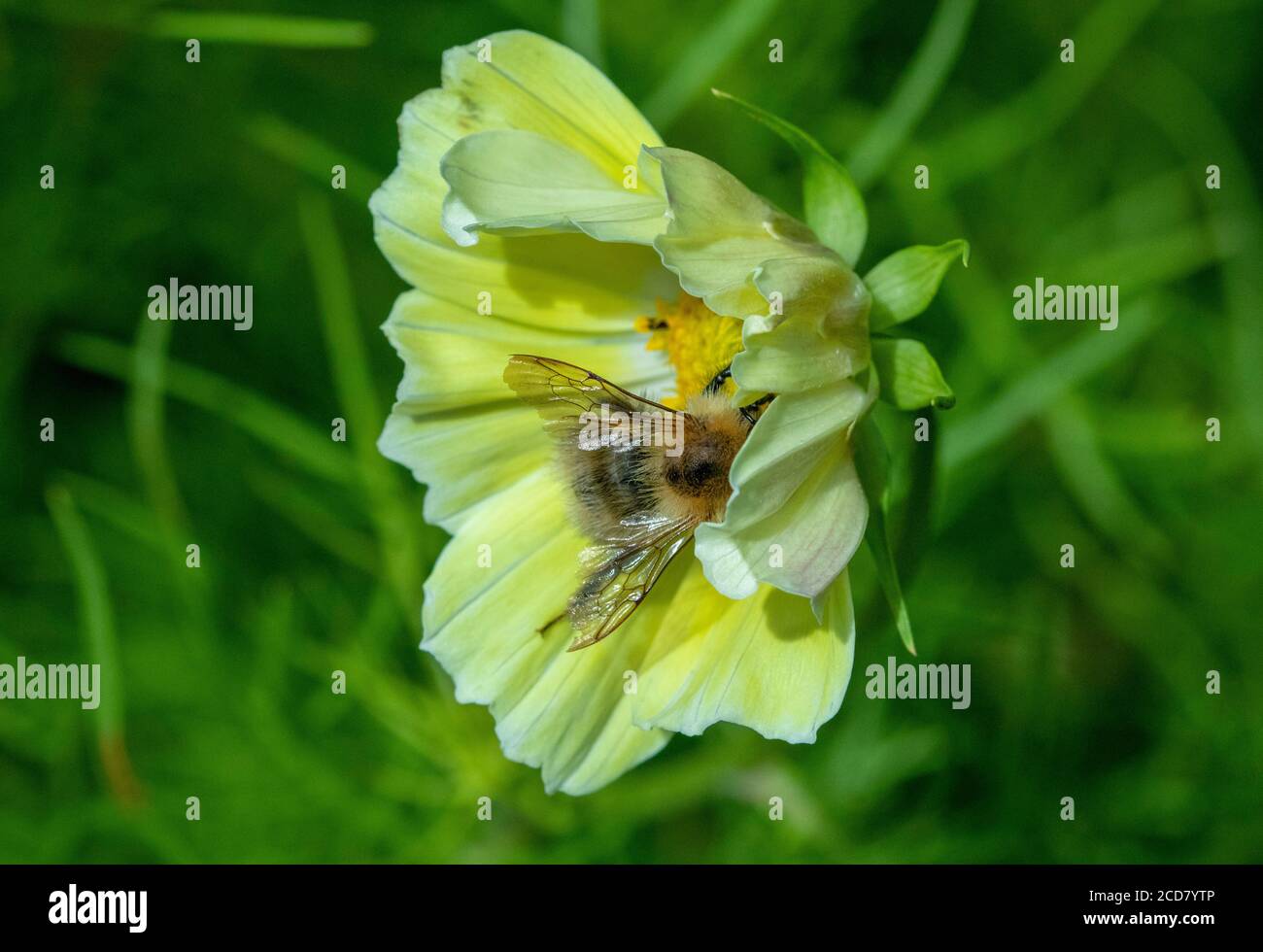 Common Carder Bee feeding on Cosmos flower Stock Photo - Alamy