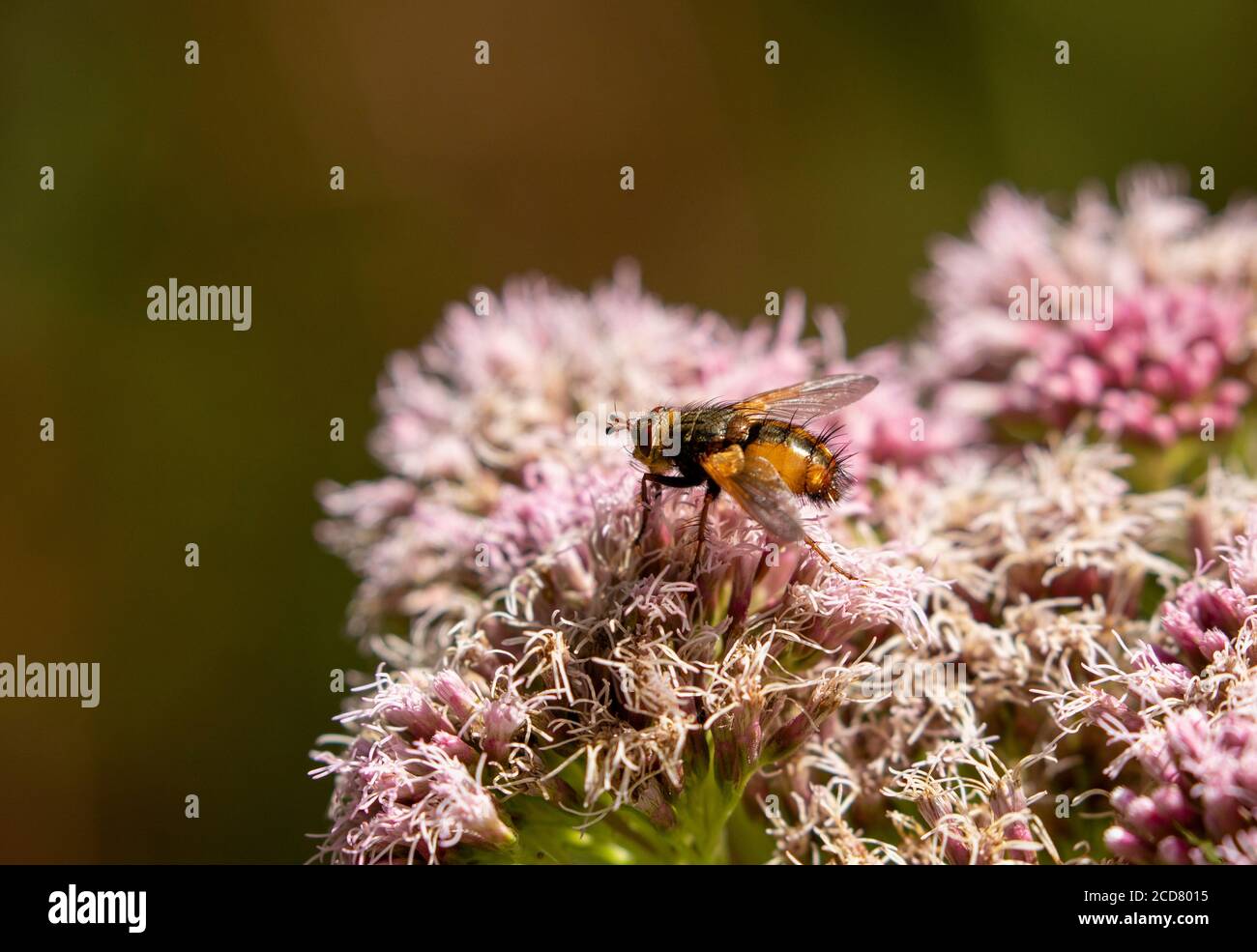 Tachina hi-res stock photography and images - Alamy