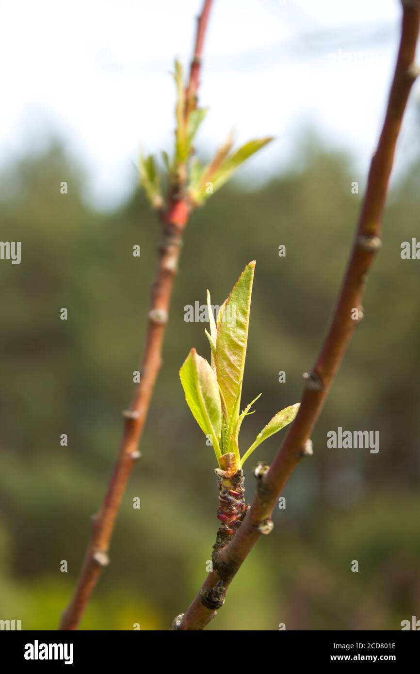 Young peach tree hi-res stock photography and images - Alamy
