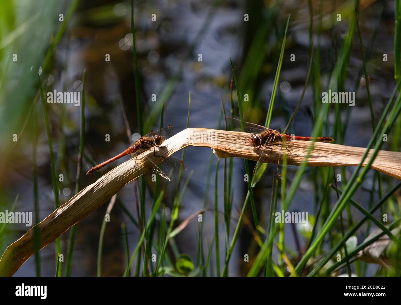 Common Darter Dragonfly male Stock Photo - Alamy