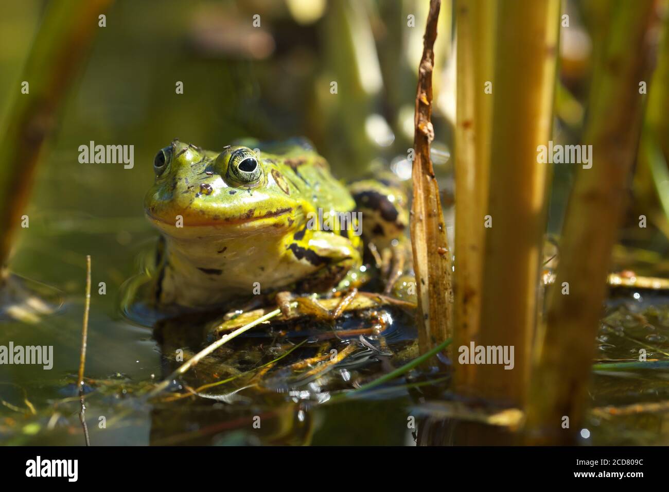 Marsh Frog ( Pelophylax ridibundus ) is the largest frog in Europe seen ...