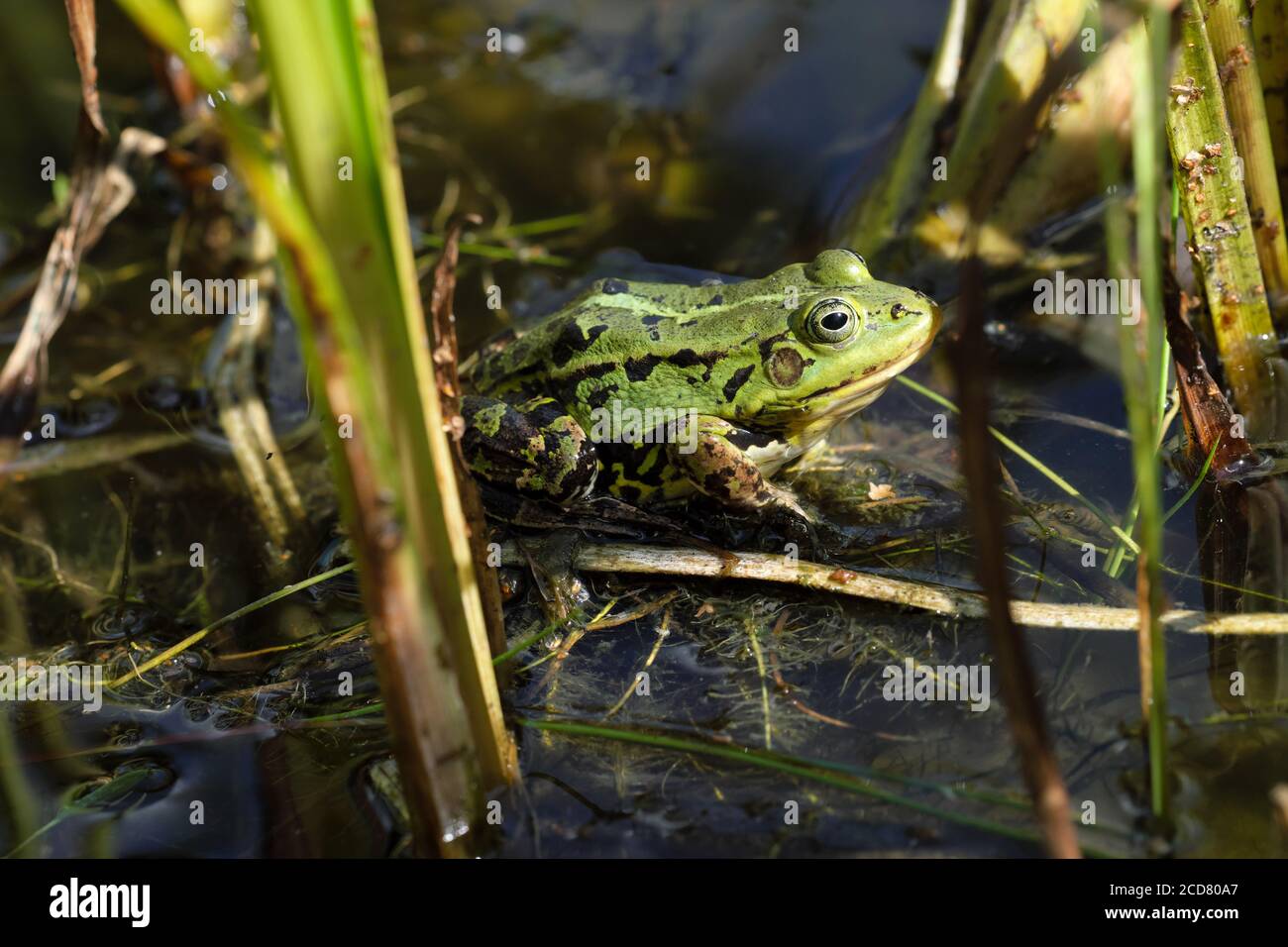 Marsh Frog ( Pelophylax ridibundus ) is the largest frog in Europe seen ...