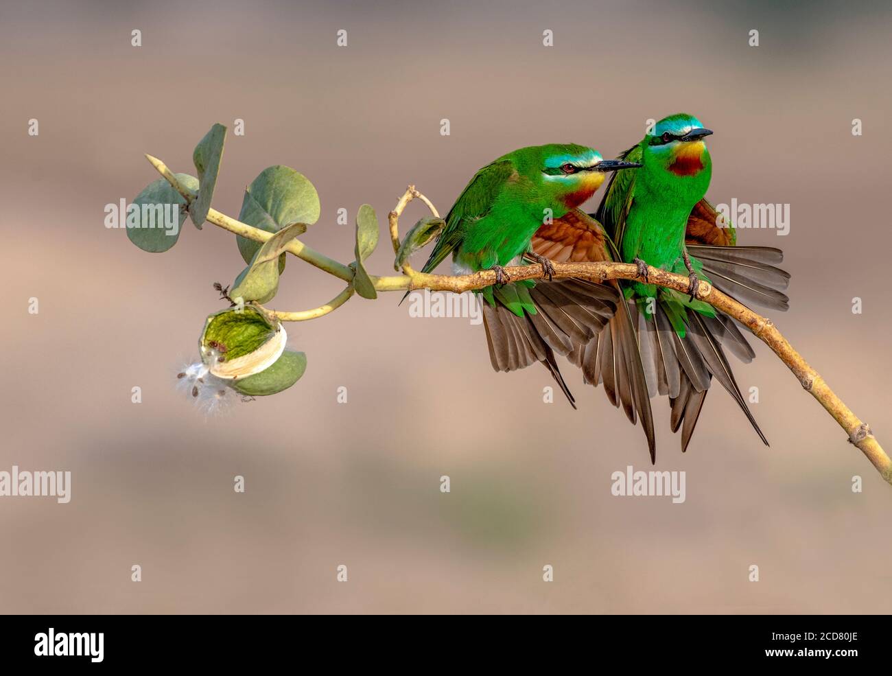 bee eaters in wildlife Stock Photo - Alamy